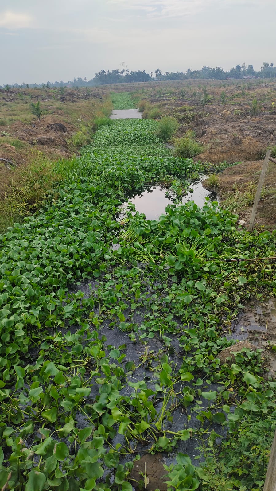 Limbah Sawit Diduga Cemari Aliran Sungai di Aceh Tamiang