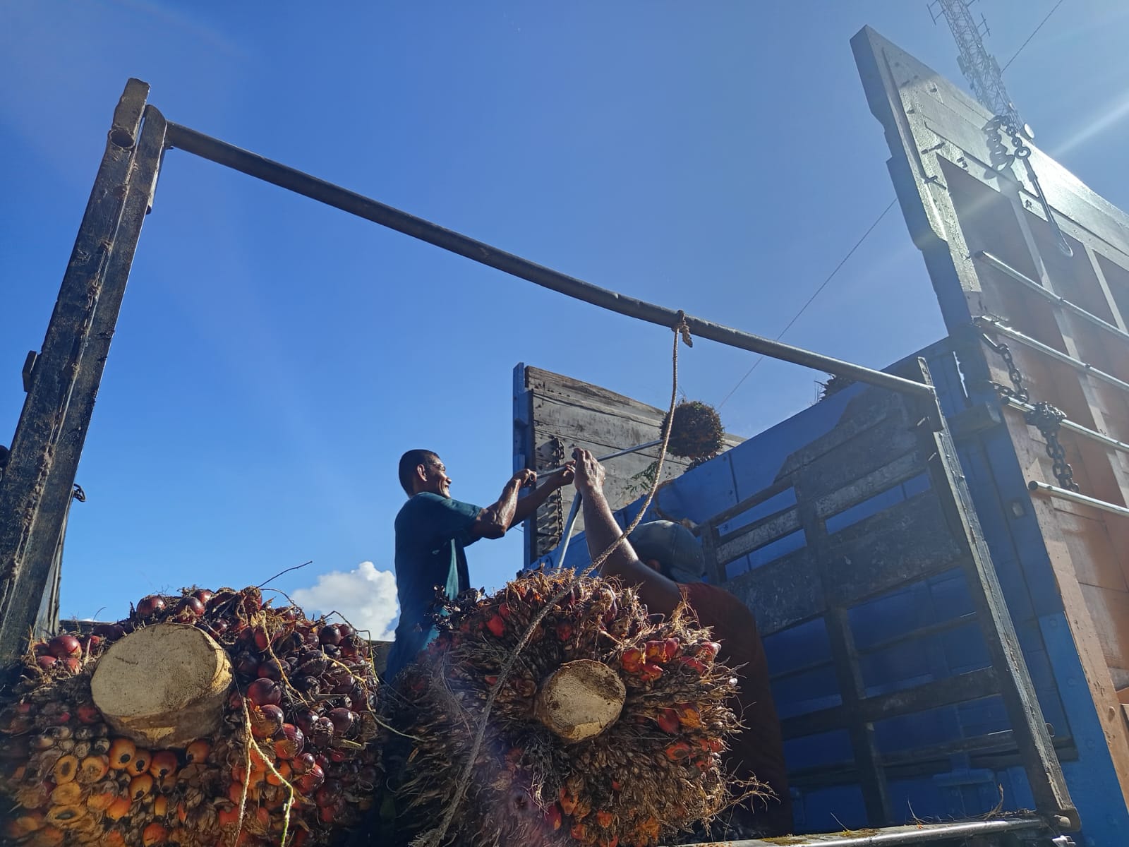 Harga Kelapa Sawit Anjlok, Pengusaha Berencana Bangun Pabrik Mini di ...